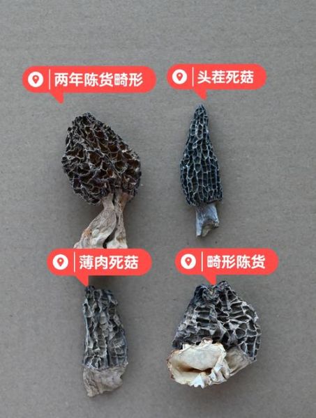 假羊肚菌图片_如何辨别真假羊肚菌-第2张图片-山城妙识