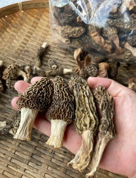 假羊肚菌图片_如何辨别真假羊肚菌-第3张图片-山城妙识