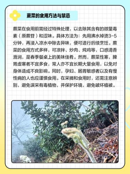 蕨菜致癌是真的吗_蕨菜致癌说法科学解析-第3张图片-山城妙识