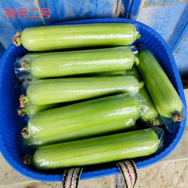 白丝瓜图片_白丝瓜和青丝瓜区别-第3张图片-山城妙识