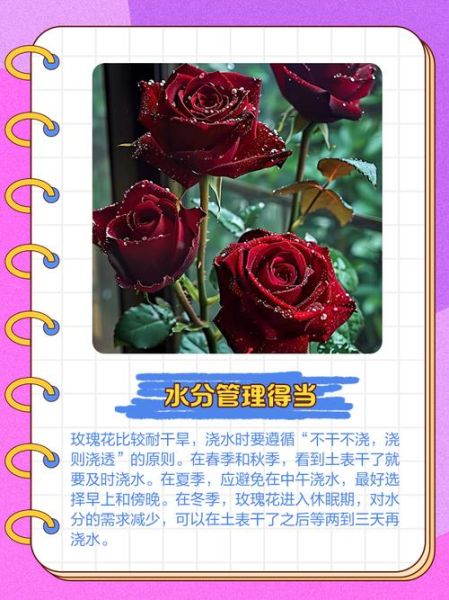 玫瑰花怎么养_玫瑰花多久浇一次水-第1张图片-山城妙识