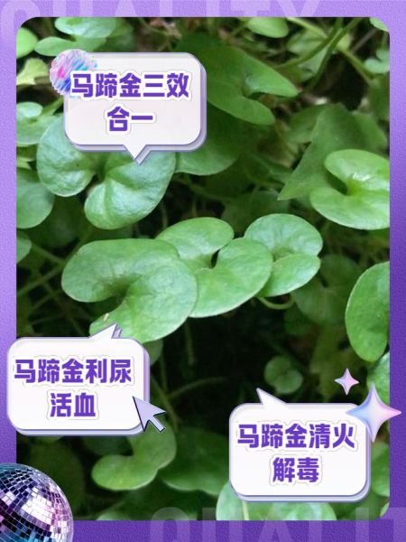 马蹄金多少钱一克_马蹄金价格影响因素-第2张图片-山城妙识