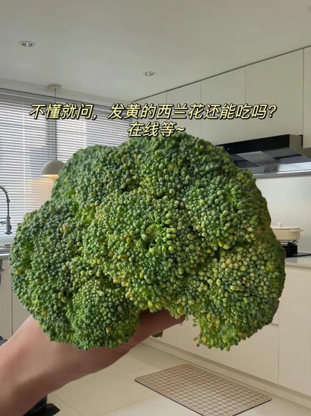 西兰花变黄了还能吃吗_西兰花变黄原因-第1张图片-山城妙识