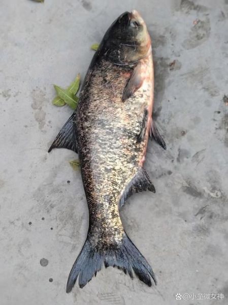 鳙鱼图片大全_鳙鱼长什么样-第1张图片-山城妙识