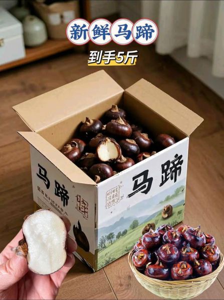 荸荠怎么挑选_荸荠图片大全-第3张图片-山城妙识