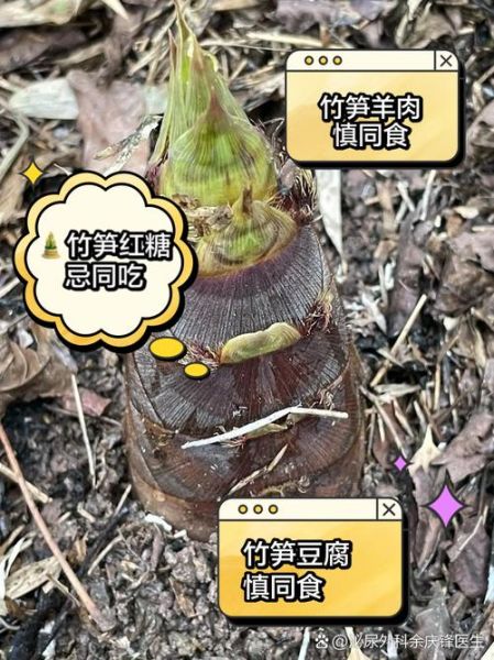 鲜竹笋的功效与禁忌_什么人不能吃竹笋-第1张图片-山城妙识