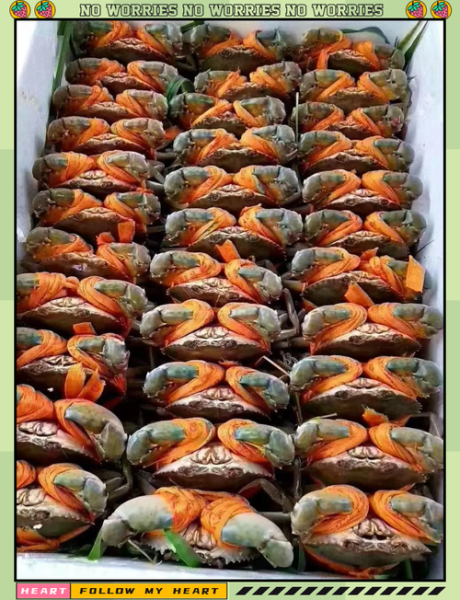 三门青蟹怎么挑选_三门青蟹价格多少钱一斤-第3张图片-山城妙识