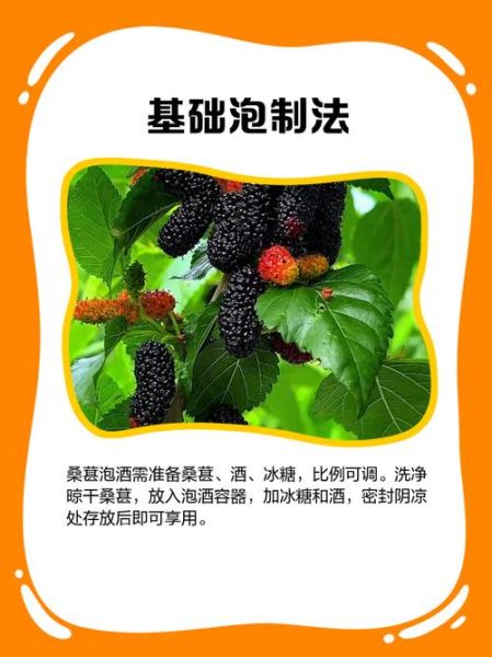 桑葚泡酒壮阳配方有哪些_桑葚与什么泡酒最补肾-第2张图片-山城妙识 桑葚泡酒壮阳配方有哪些_桑葚与什么泡酒最补肾-第2张图片-山城妙识