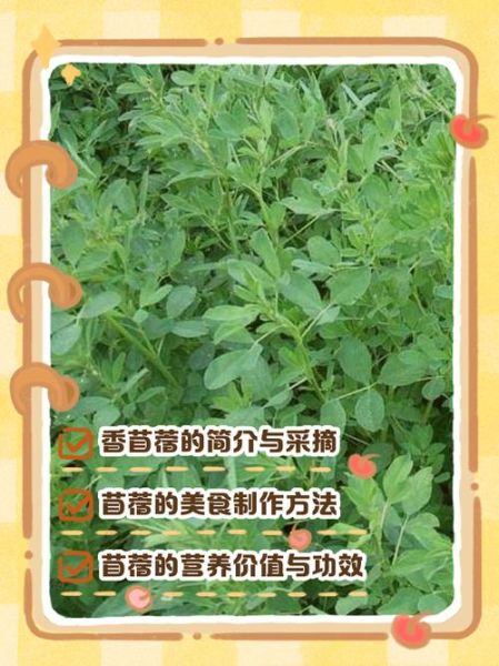 苜蓿怎么做好吃_苜蓿有哪些家常做法-第1张图片-山城妙识