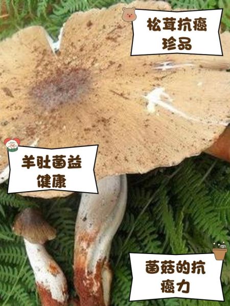 抗癌作用最强的菌菇_哪种菌菇抗癌效果最好-第3张图片-山城妙识 抗癌作用最强的菌菇_哪种菌菇抗癌效果最好-第3张图片-山城妙识