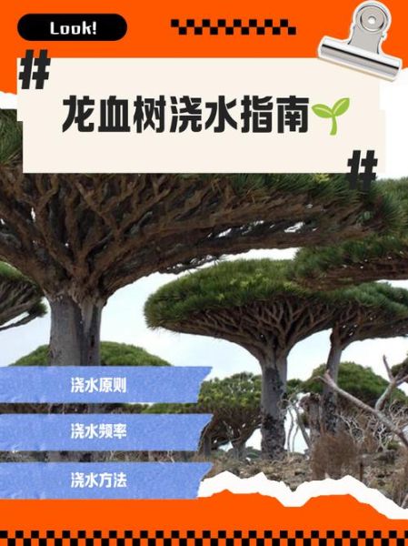 龙血树怎么养_龙血树多久浇一次水-第1张图片-山城妙识 龙血树怎么养_龙血树多久浇一次水-第1张图片-山城妙识