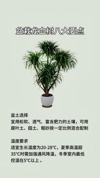 龙血树怎么养_龙血树多久浇一次水-第3张图片-山城妙识 龙血树怎么养_龙血树多久浇一次水-第3张图片-山城妙识