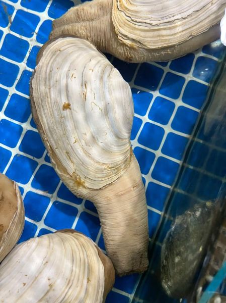 小象拔蚌怎么清洗_小象拔蚌蒸多久才熟-第2张图片-山城妙识