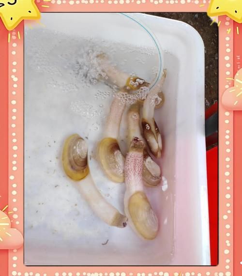 小象拔蚌怎么清洗_小象拔蚌蒸多久才熟-第3张图片-山城妙识