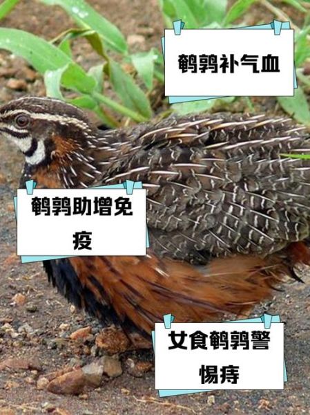 鹌鹑的功效与作用_吃鹌鹑有哪些好处-第3张图片-山城妙识