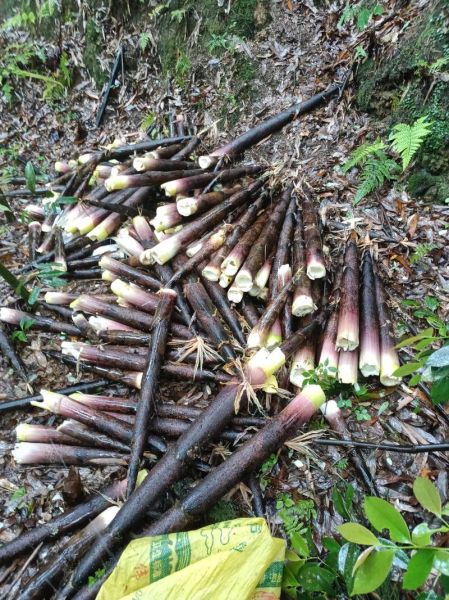 野生竹笋怎么挑选_野生竹笋有毒吗-第3张图片-山城妙识