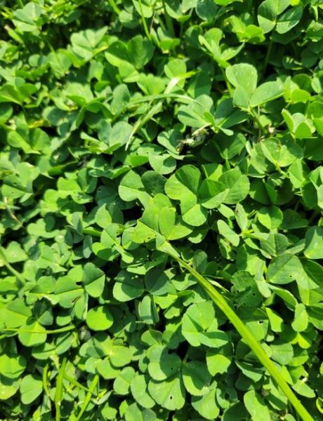 金花菜又叫什么菜_金花菜和草头区别-第1张图片-山城妙识 金花菜又叫什么菜_金花菜和草头区别-第1张图片-山城妙识