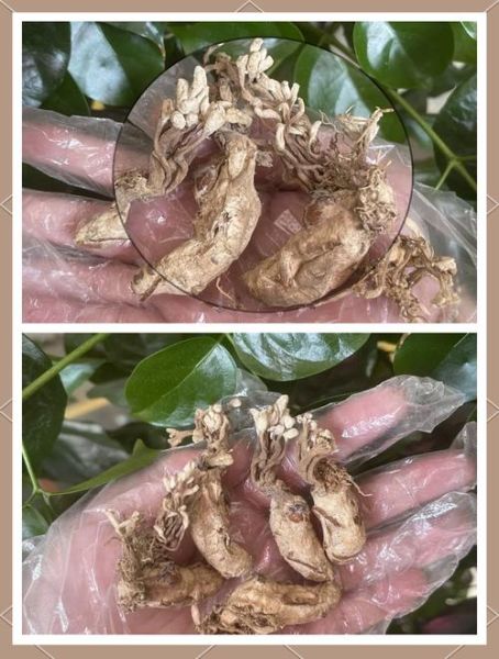 金蝉花的功效与作用_金蝉花怎么吃效果最好-第2张图片-山城妙识 金蝉花的功效与作用_金蝉花怎么吃效果最好-第2张图片-山城妙识