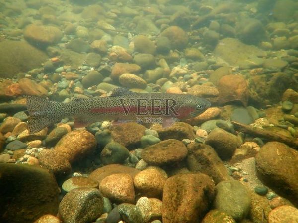 虹鳟鱼高清图片哪里找_虹鳟鱼高清图怎么拍-第2张图片-山城妙识 虹鳟鱼高清图片哪里找_虹鳟鱼高清图怎么拍-第2张图片-山城妙识