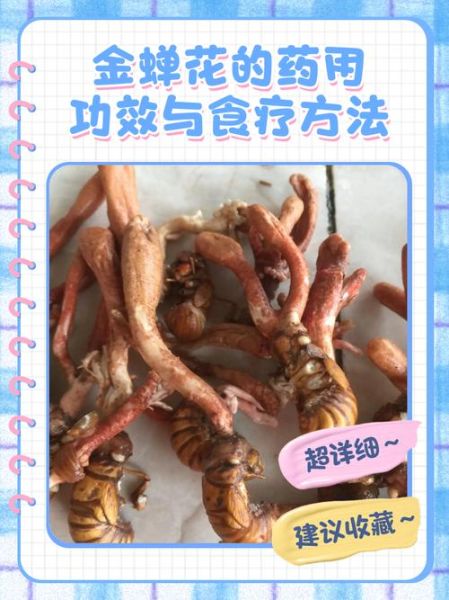 金蝉花的功效与作用_金蝉花怎么吃效果最好-第3张图片-山城妙识 金蝉花的功效与作用_金蝉花怎么吃效果最好-第3张图片-山城妙识