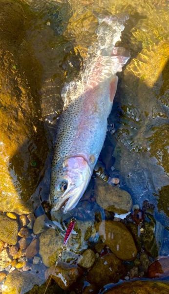 虹鳟鱼高清图片哪里找_虹鳟鱼高清图怎么拍-第1张图片-山城妙识 虹鳟鱼高清图片哪里找_虹鳟鱼高清图怎么拍-第1张图片-山城妙识