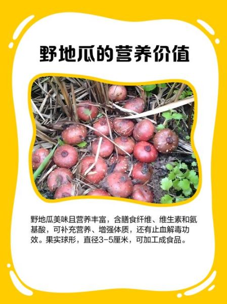 野地瓜种植技术_野地瓜适合什么土壤-第3张图片-山城妙识 野地瓜种植技术_野地瓜适合什么土壤-第3张图片-山城妙识