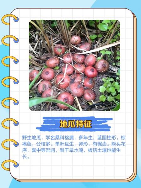 野地瓜种植技术_野地瓜适合什么土壤-第1张图片-山城妙识 野地瓜种植技术_野地瓜适合什么土壤-第1张图片-山城妙识