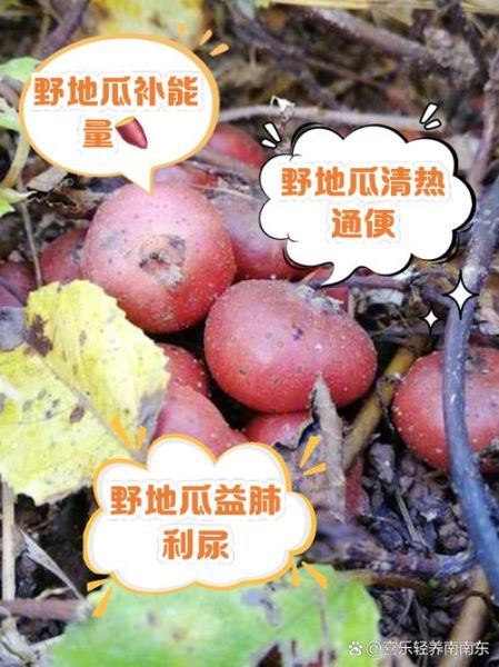 野地瓜种植技术_野地瓜适合什么土壤-第2张图片-山城妙识 野地瓜种植技术_野地瓜适合什么土壤-第2张图片-山城妙识