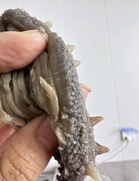 海参多少钱一斤_海参价格受哪些因素影响-第2张图片-山城妙识