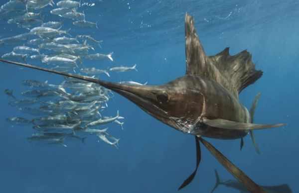 剑鱼和旗鱼哪个厉害_谁才是海洋速度之王-第1张图片-山城妙识