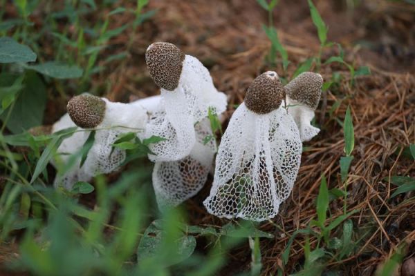 竹荪种植亏了本_如何避免再次失败-第3张图片-山城妙识 竹荪种植亏了本_如何避免再次失败-第3张图片-山城妙识