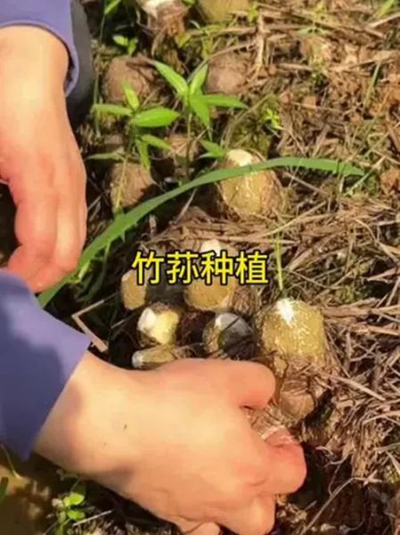 竹荪种植亏了本_如何避免再次失败-第2张图片-山城妙识 竹荪种植亏了本_如何避免再次失败-第2张图片-山城妙识