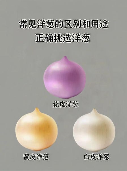 洋葱图片大全_如何挑选高清洋葱素材-第1张图片-山城妙识 洋葱图片大全_如何挑选高清洋葱素材-第1张图片-山城妙识