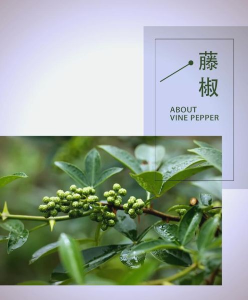 藤椒的功效与作用_藤椒怎么吃最好-第3张图片-山城妙识 藤椒的功效与作用_藤椒怎么吃最好-第3张图片-山城妙识