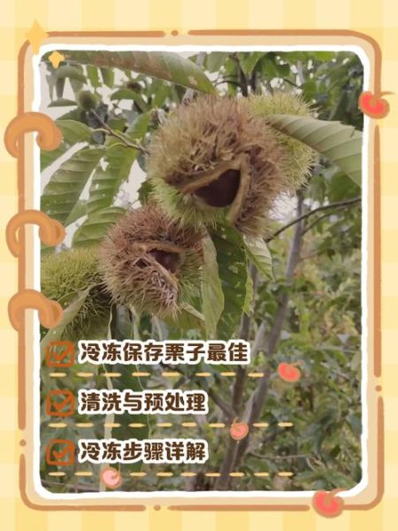 生栗子能冷冻保存吗_冷冻后口感会变差吗-第1张图片-山城妙识 生栗子能冷冻保存吗_冷冻后口感会变差吗-第1张图片-山城妙识