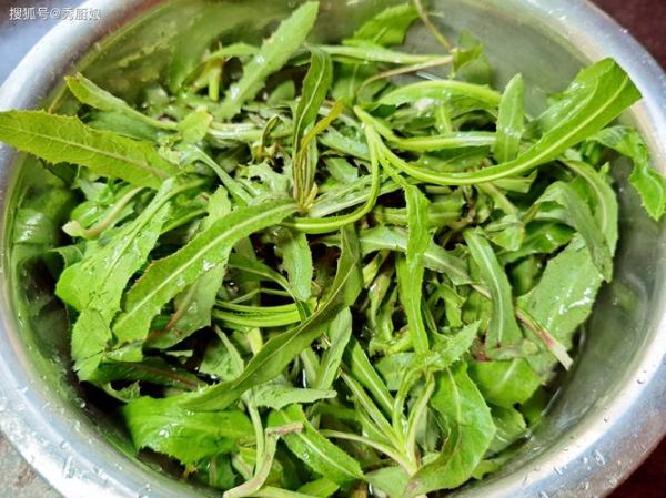 咳嗽不能吃什么菜_哪些蔬菜会加重咳嗽-第3张图片-山城妙识 咳嗽不能吃什么菜_哪些蔬菜会加重咳嗽-第3张图片-山城妙识