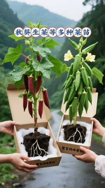 秋葵种植间距多少合适_秋葵株距行距怎么留-第1张图片-山城妙识