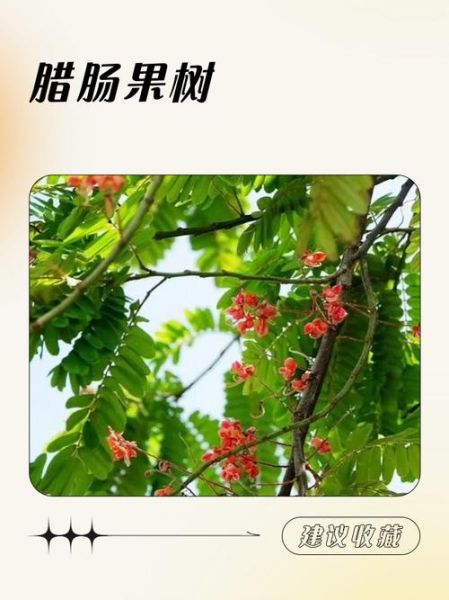 腊肠树果实的功效与作用_腊肠树怎么种植-第1张图片-山城妙识