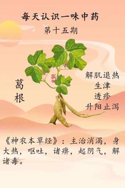 野葛根图片_野葛根的功效与作用-第1张图片-山城妙识 野葛根图片_野葛根的功效与作用-第1张图片-山城妙识