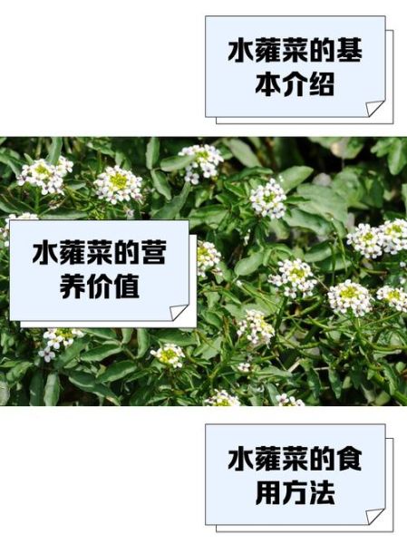 蕹菜怎么读_蕹菜读音是什么-第1张图片-山城妙识 蕹菜怎么读_蕹菜读音是什么-第1张图片-山城妙识