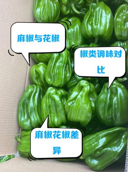 麻椒和花椒一样吗_麻椒与花椒的区别-第2张图片-山城妙识 麻椒和花椒一样吗_麻椒与花椒的区别-第2张图片-山城妙识