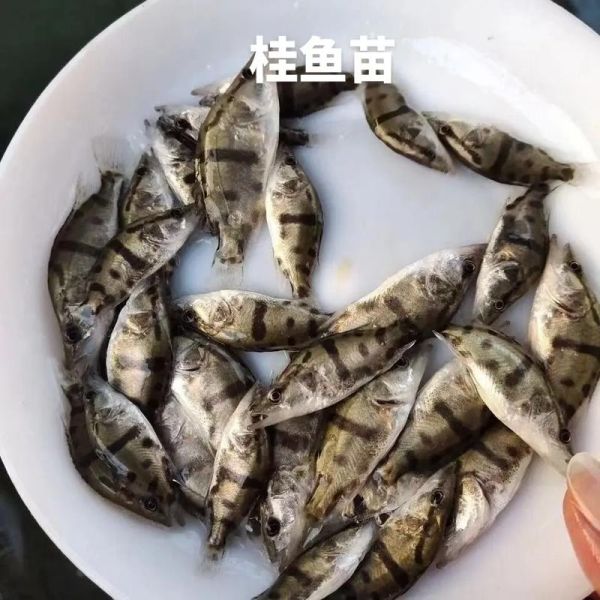 桂花鱼图片_如何挑选鲜活桂花鱼-第2张图片-山城妙识