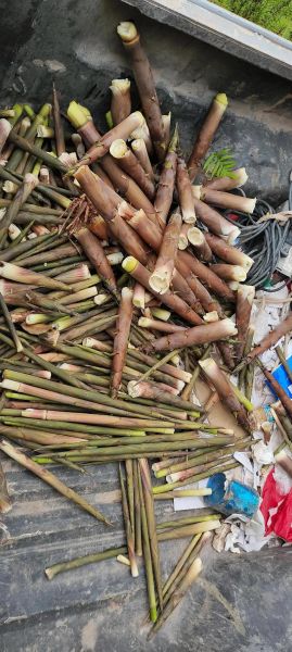 野笋的功效与作用_野笋的营养价值高吗-第2张图片-山城妙识