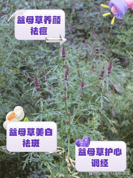 益母草蜂蜜的功效与作用_经期可以喝吗-第3张图片-山城妙识