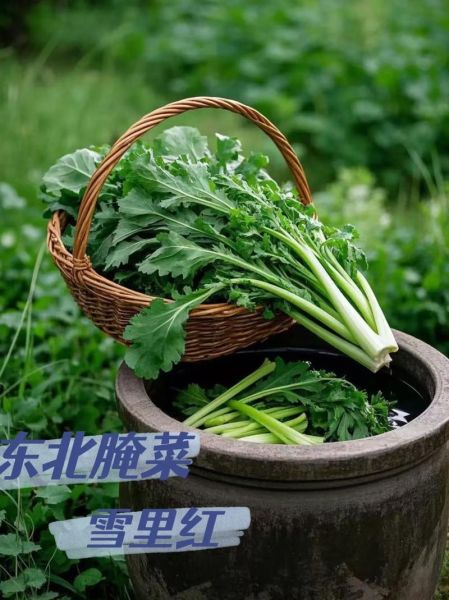 雪里蕻怎么腌制才脆_雪里蕻腌制比例是多少-第2张图片-山城妙识