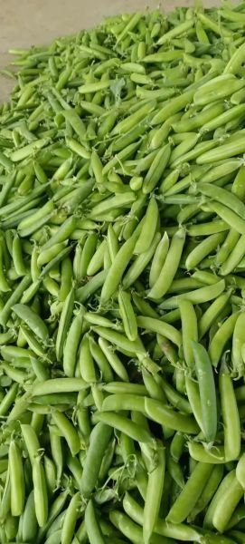 小豌豆图片大全_如何挑选高清壁纸-第3张图片-山城妙识