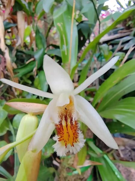 贝母兰图片长什么样_如何区分真假贝母兰-第1张图片-山城妙识