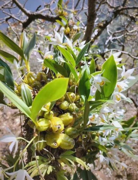 贝母兰图片长什么样_如何区分真假贝母兰-第2张图片-山城妙识