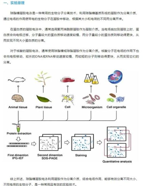 琼脂糖凝胶电泳条带怎么看_条带异常原因分析-第1张图片-山城妙识 琼脂糖凝胶电泳条带怎么看_条带异常原因分析-第1张图片-山城妙识
