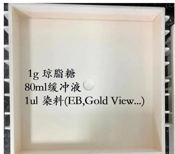 琼脂糖凝胶电泳条带怎么看_条带异常原因分析-第3张图片-山城妙识 琼脂糖凝胶电泳条带怎么看_条带异常原因分析-第3张图片-山城妙识